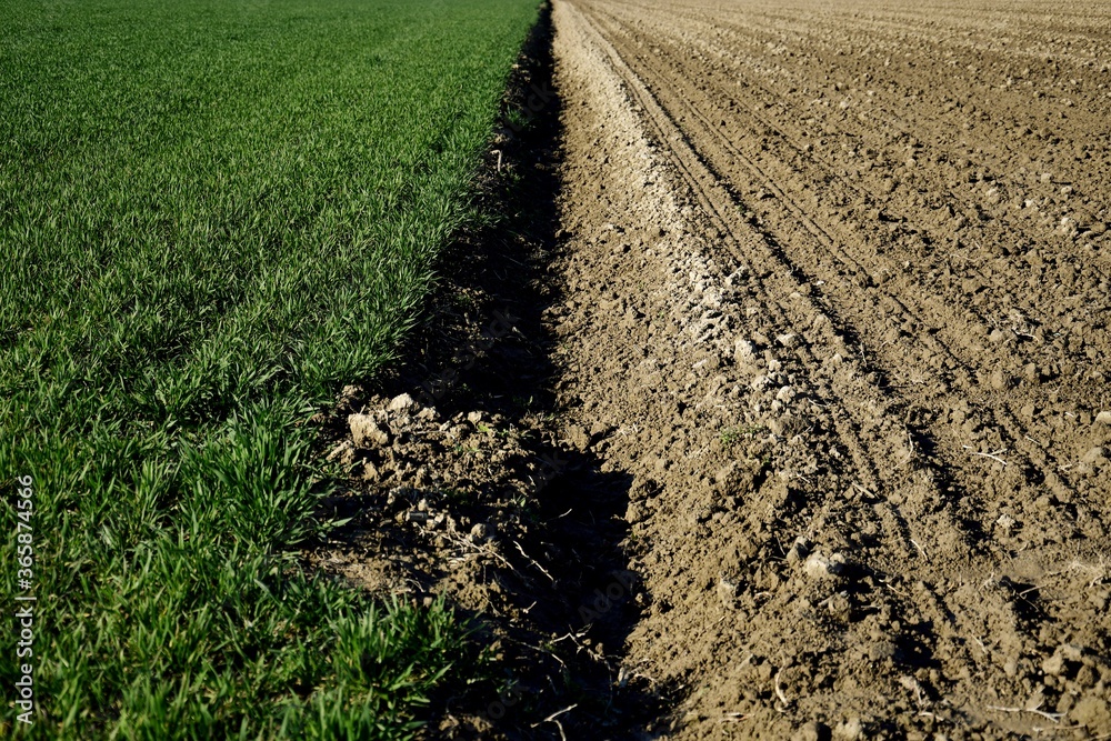 two-colored field in spring, half with green grass and half with brown ...