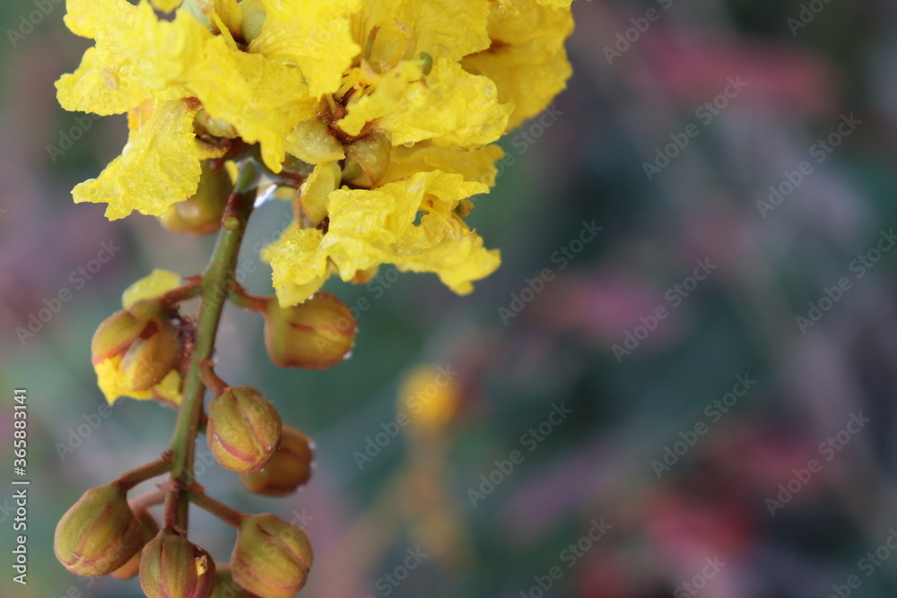 the flower of Indian Peltophorum dubium tree with a yellow crown with ...