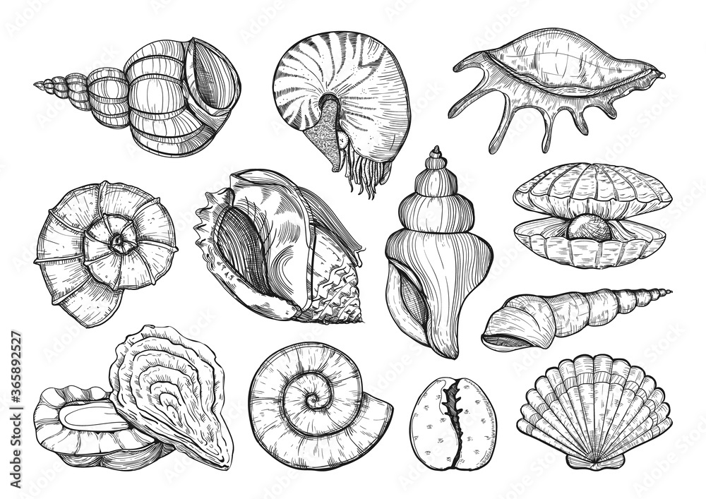 Seashells vector set in sketch style. Sea shell isolated sketch drawing ...
