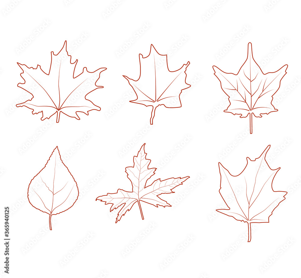 Set of autumn leaves. Vector line illustration of different maple ...