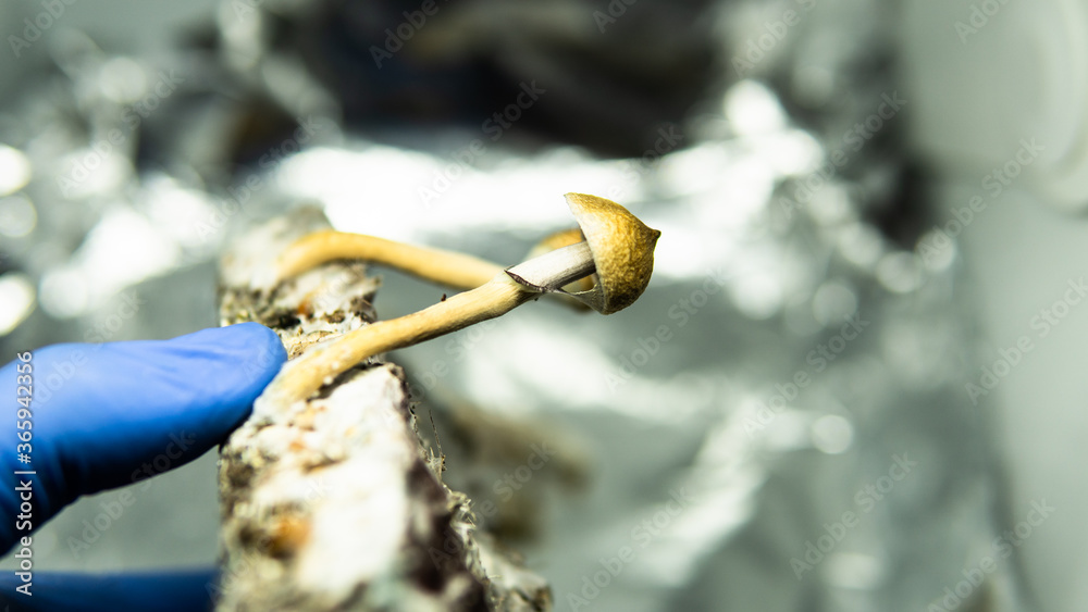 recreational varieties of psilocybin mushrooms, study of magic ...