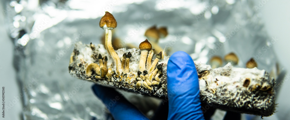 recreational varieties of psilocybin mushrooms, study of magic ...