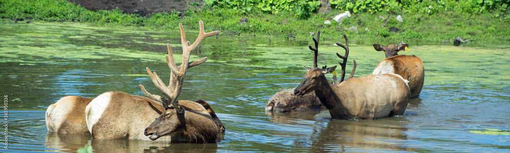 The elk, or wapiti is one of the largest species within the deer family ...