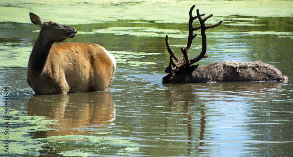 The elk, or wapiti is one of the largest species within the deer family ...