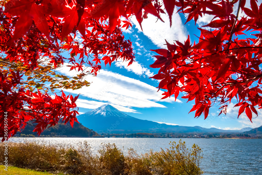 Japan. Kawaguchiko. Mount Fuji in autumn. Futzi on a background of red ...