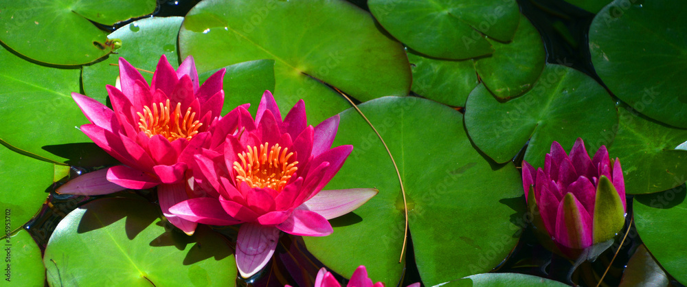 Foto de Water lily. Nymphaeaceae is a family of flowering plants ...
