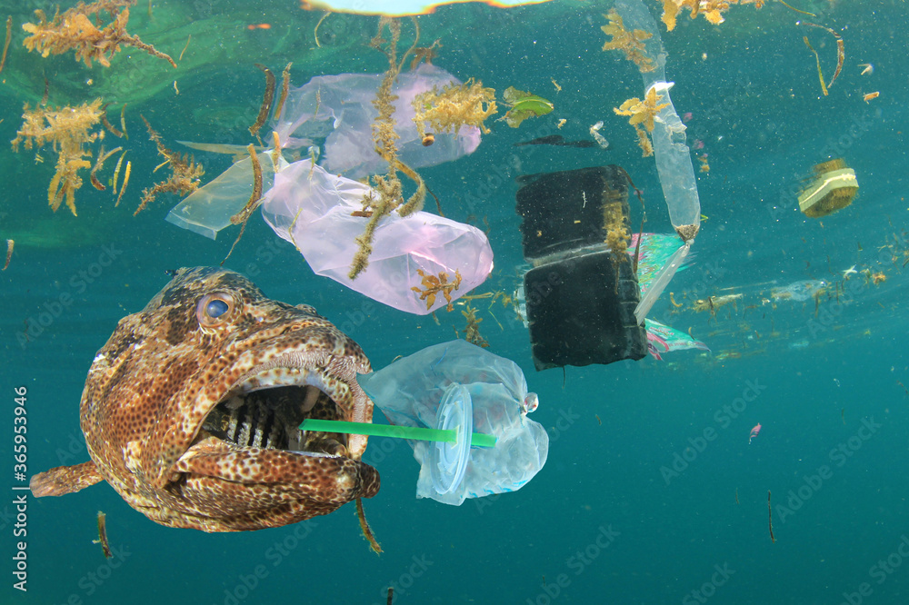 Plastic pollution in ocean and fish eating plastic straw and bag ...