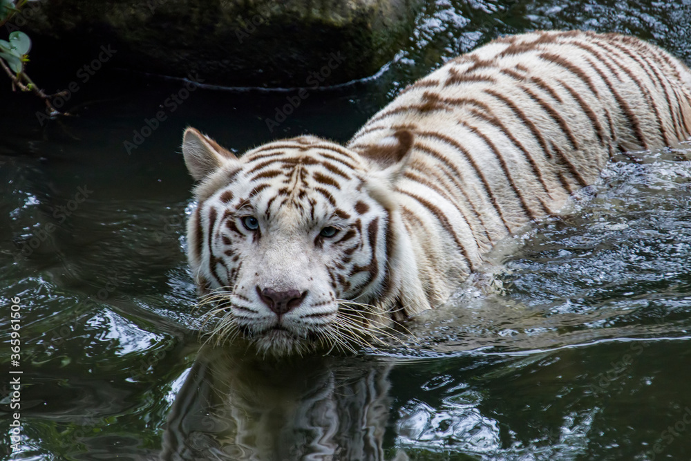 Photo & Art Print The white tiger is a pigmentation variant of the ...