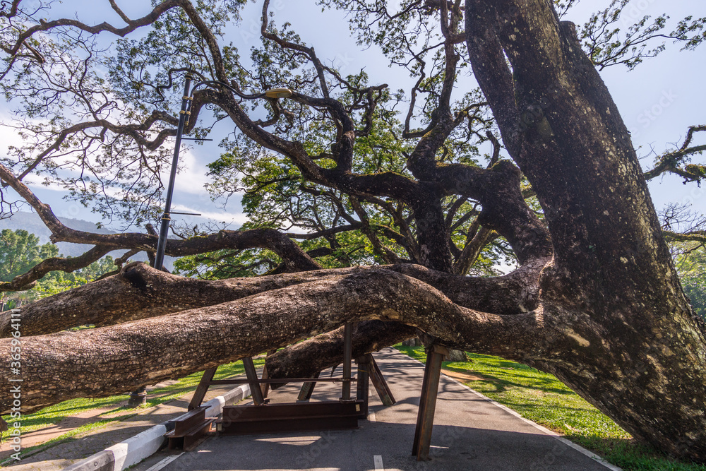 Mystical giant trees aged for more than a hundreds years beautifully ...
