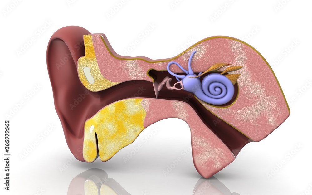 Cross section of inner ear. 3D illustration Stock Illustration | Adobe ...