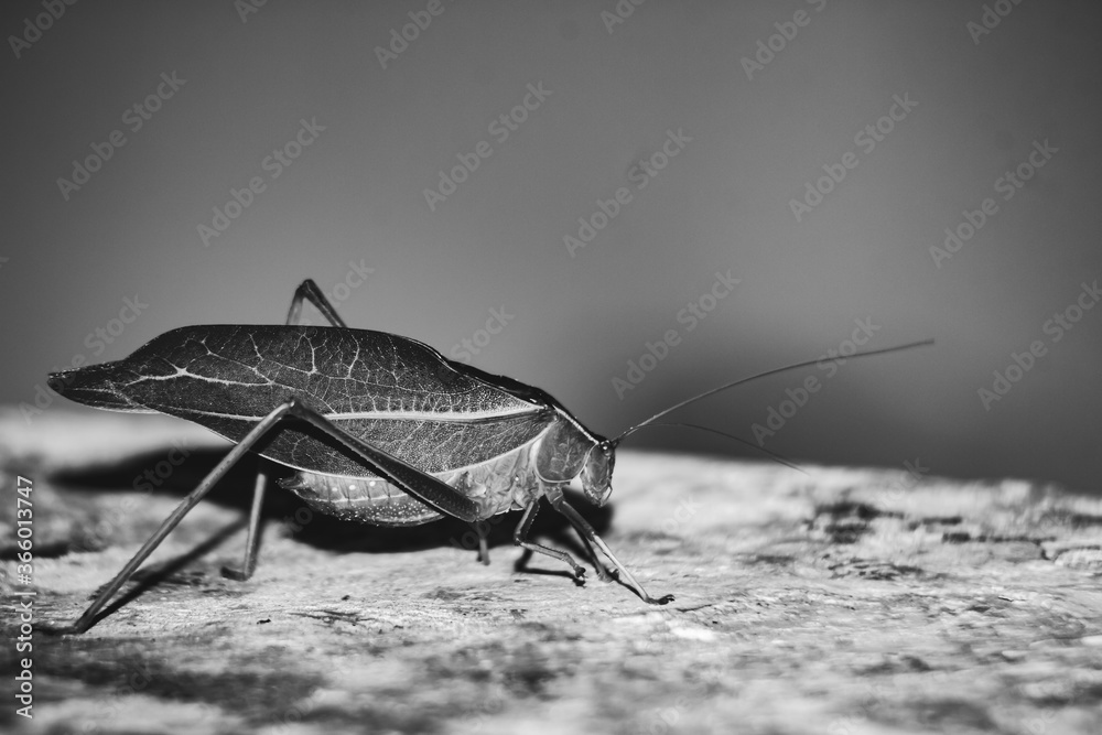 Green leaf insect on ground. Insects / Bugs - Leaf insect (Phyllium ...