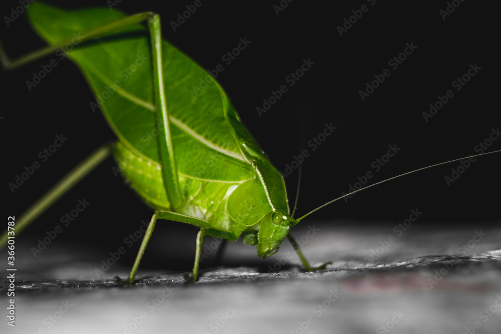 Green Leaf Insect On Ground Insects Bugs Leaf Insect Phyllium Bioculatum Or Walking