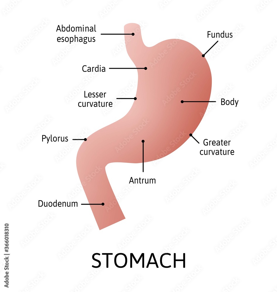 Human stomach anatomy isolated on white background. Stomach and ...