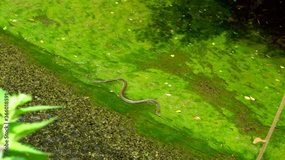 In the summer it is very common to see snakes in different rivers in ...