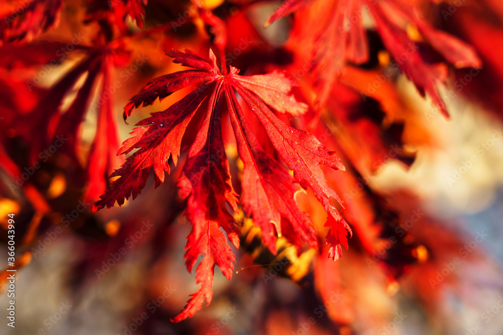 Japanese fire bush Acer palmatum maple tree. Orangeola Stock Photo ...