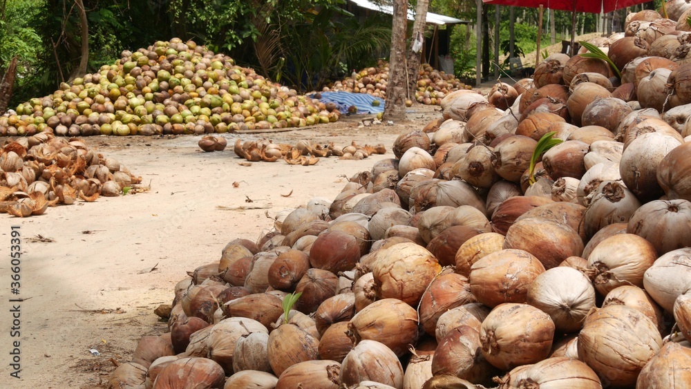 Coconut farm with nuts ready for oil and pulp production. Large piles ...