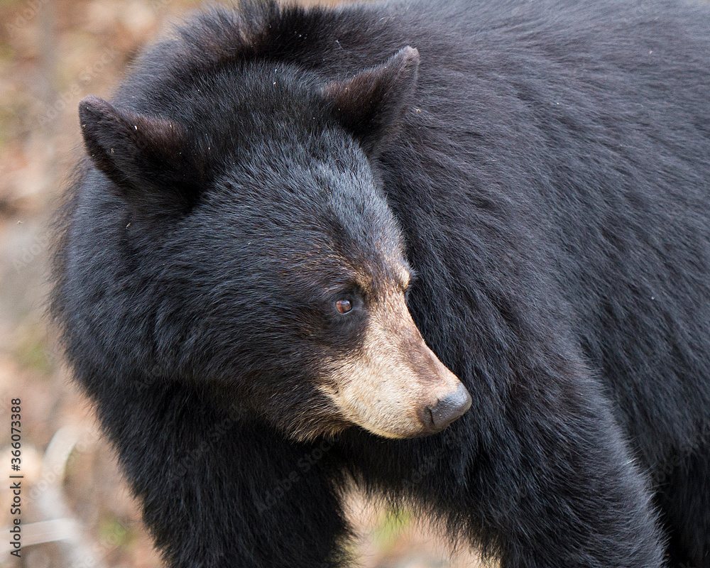 Black Bear Animal Stock Photos. Black Bear head close-up profile with a ...