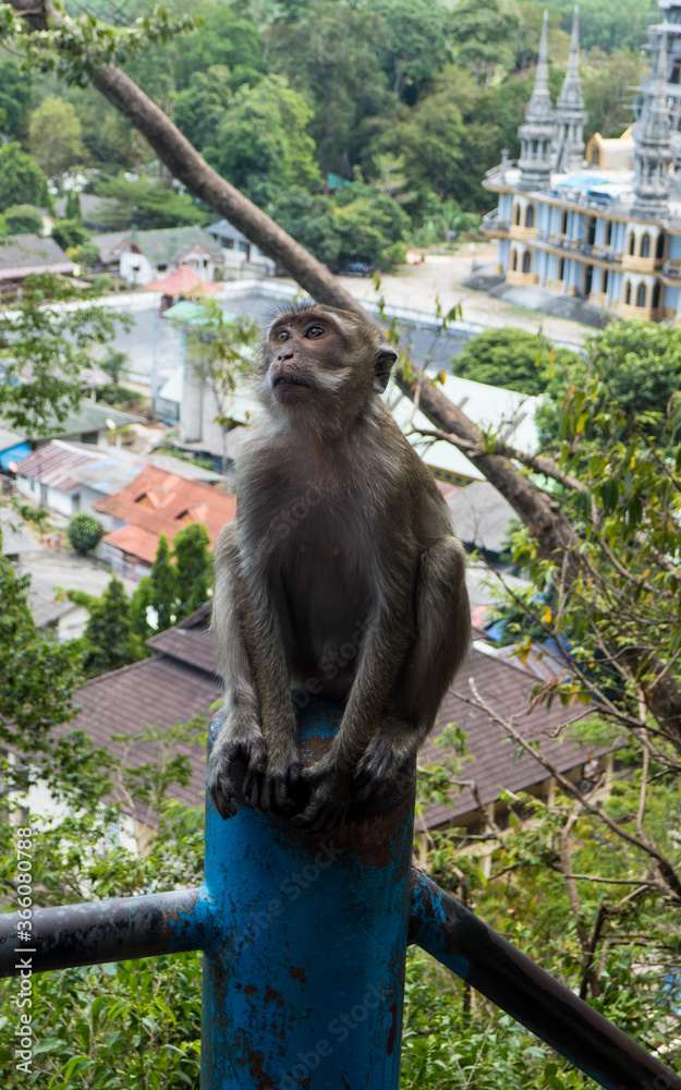 Monkey at Tiger Cave Temple, a Buddhist temple northeast of Krabi in ...