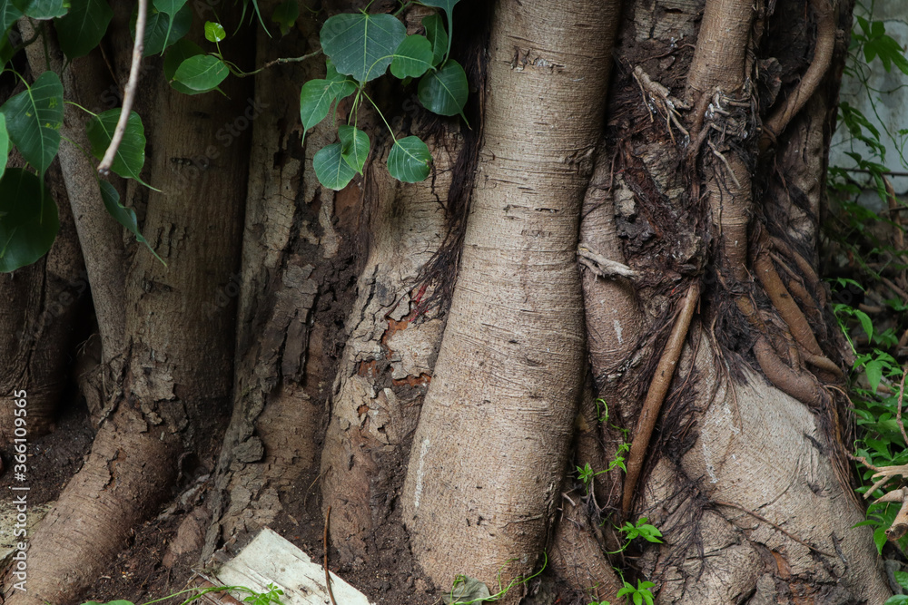 Stem and roots of Ficus religiosa or sacred fig also know as peepal ...