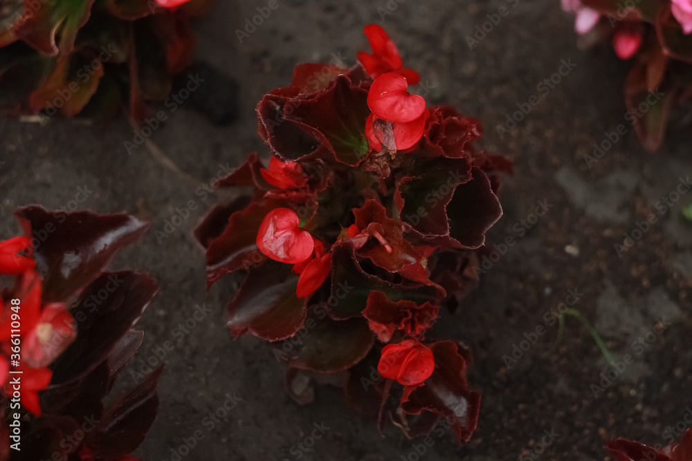Red flowers of blooming begonia on a flower bed in the garden. Begonia ...