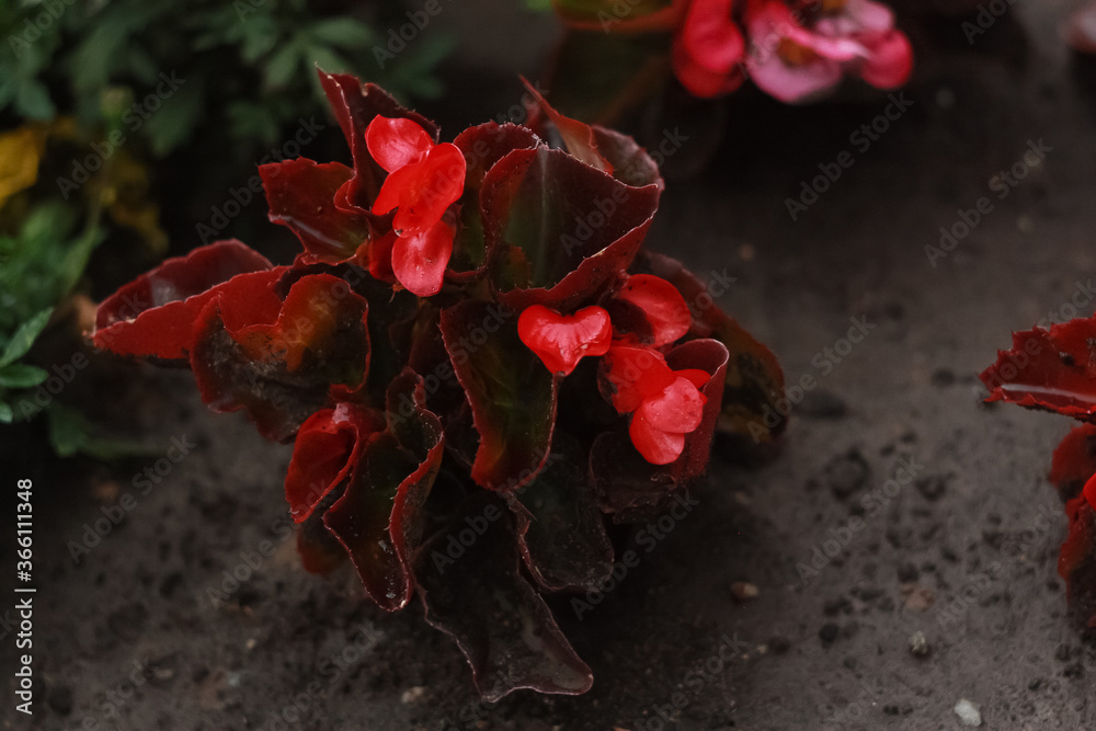 Red flowers of blooming begonia on a flower bed in the garden. Begonia ...