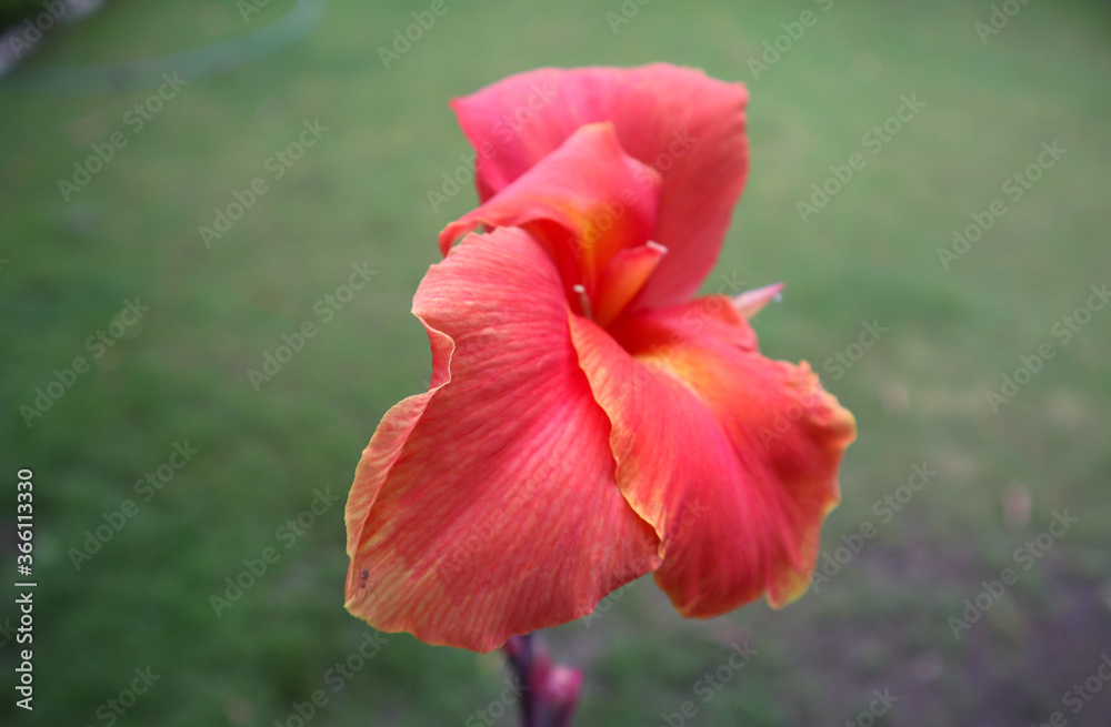 Rare large sized petals of Canna Indica Red flower with blur background ...