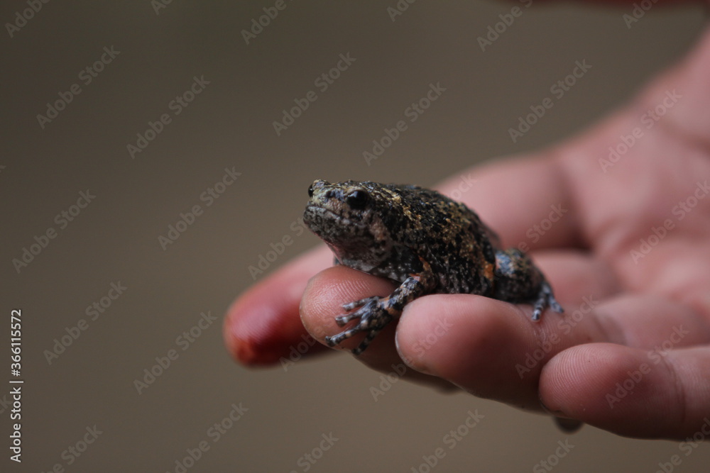 Limnonectes larvaepartus is a species of fanged frog in the family ...
