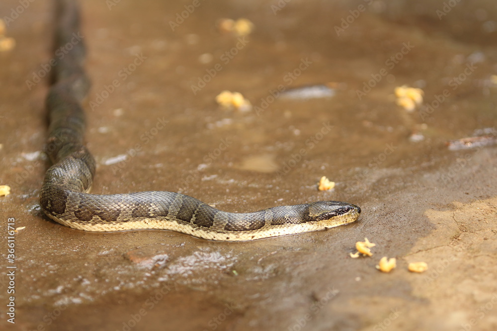 Cerberus rynchops, also known as the New Guinea bockadam, South Asian ...