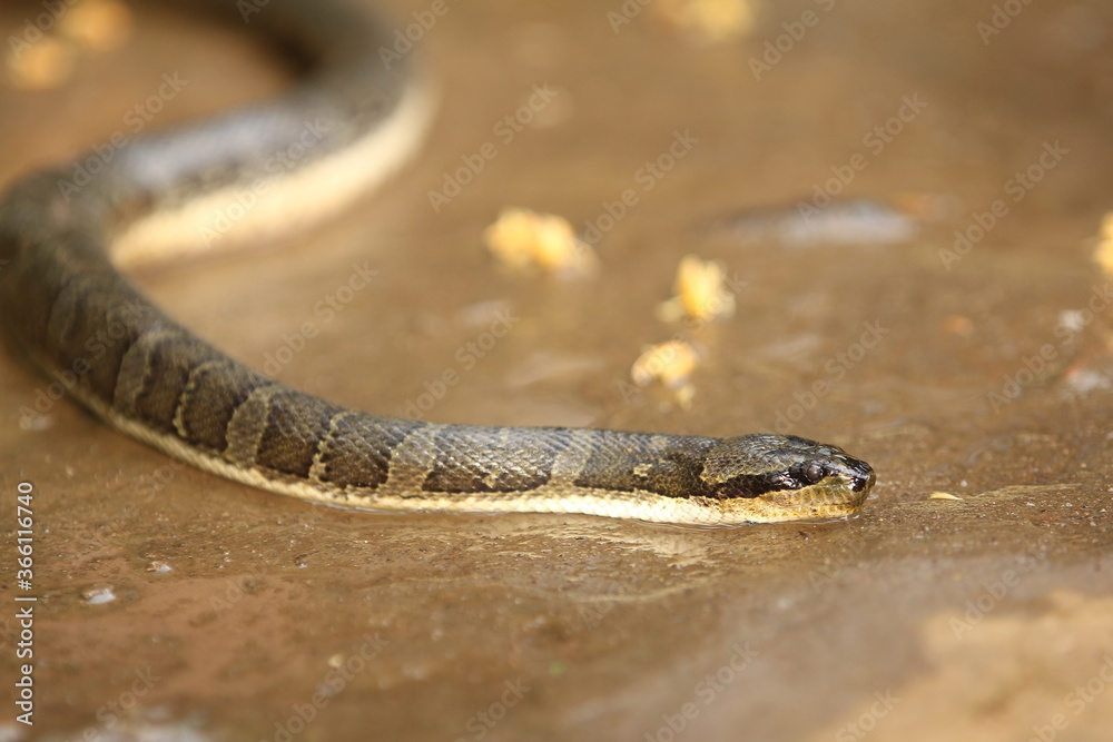 Cerberus rynchops, also known as the New Guinea bockadam, South Asian ...