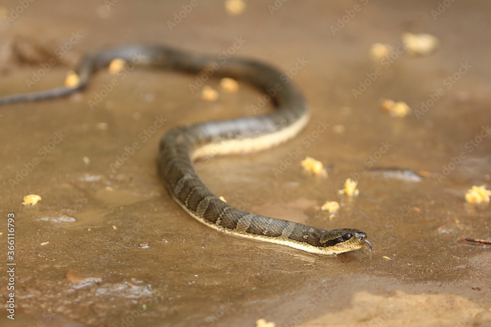 Cerberus rynchops, also known as the New Guinea bockadam, South Asian ...