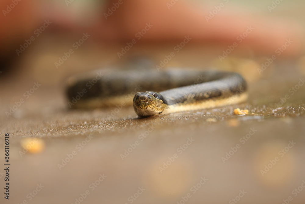 Fototapeta Cerberus rynchops, also known as the New Guinea bockadam ...