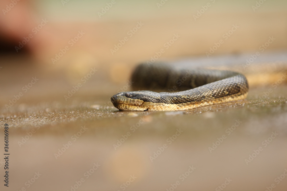 Cerberus rynchops, also known as the New Guinea bockadam, South Asian ...