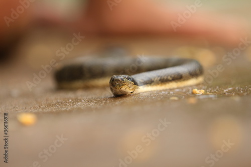 Fototapeta Cerberus rynchops, also known as the New Guinea bockadam ...
