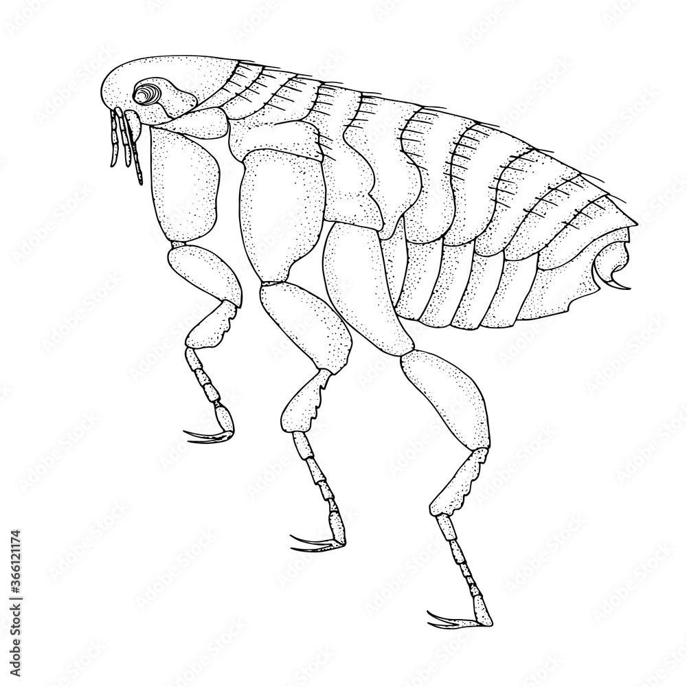 Human flea. Realistic hand drawing black and white vector illustration ...