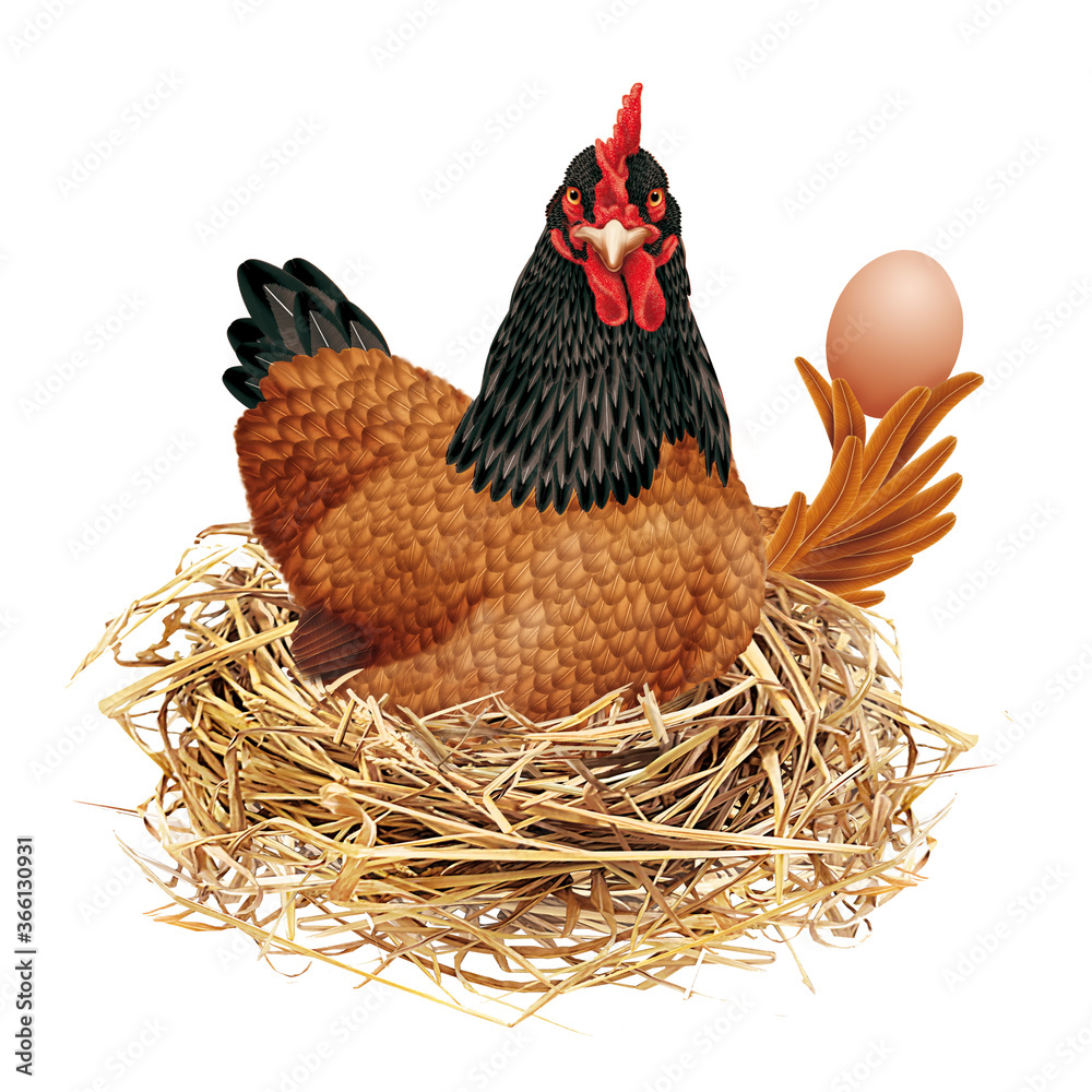 poule, pondeuse, poule couveuse, ferme, coq, animal, volaille, isolé ...