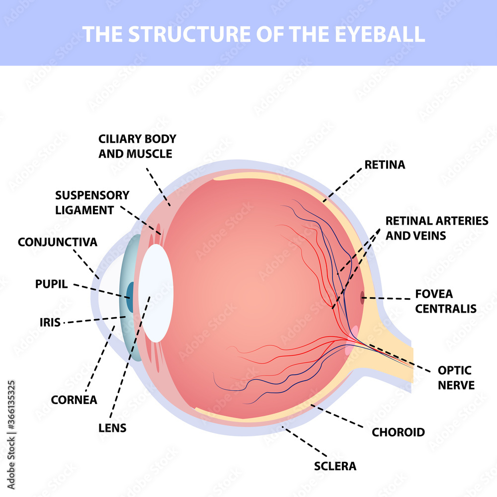 Human eye anatomy, designation, for poster or teaching material medical ...