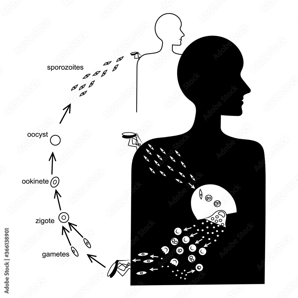 Malarian Plasmodium Life Cycle Vector Drawing Image Stock Vector