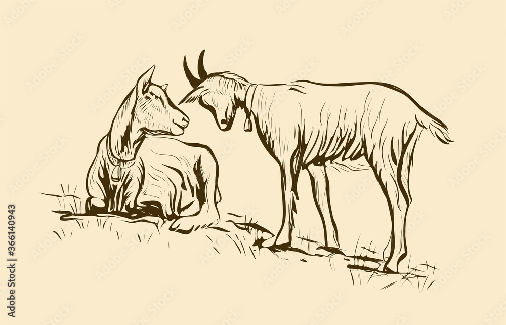 Illustration. Two young goats graze in a meadow. Vector sketch. Black ...