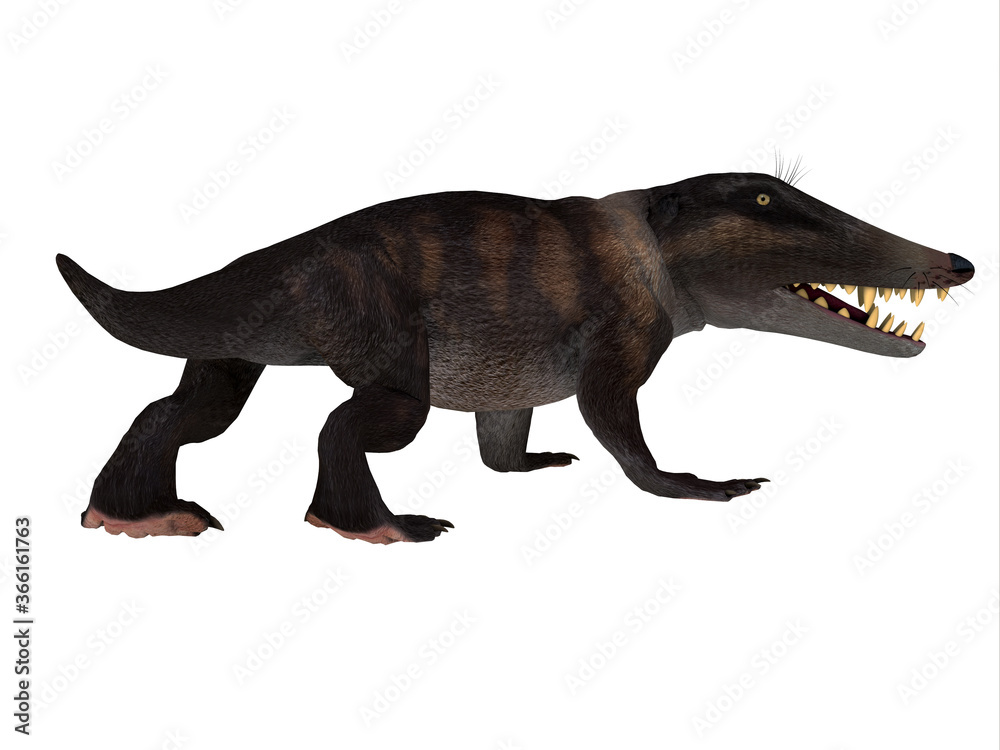Ambulocetus Walking Whale - Ambulocetus was the primitive otter-like ...