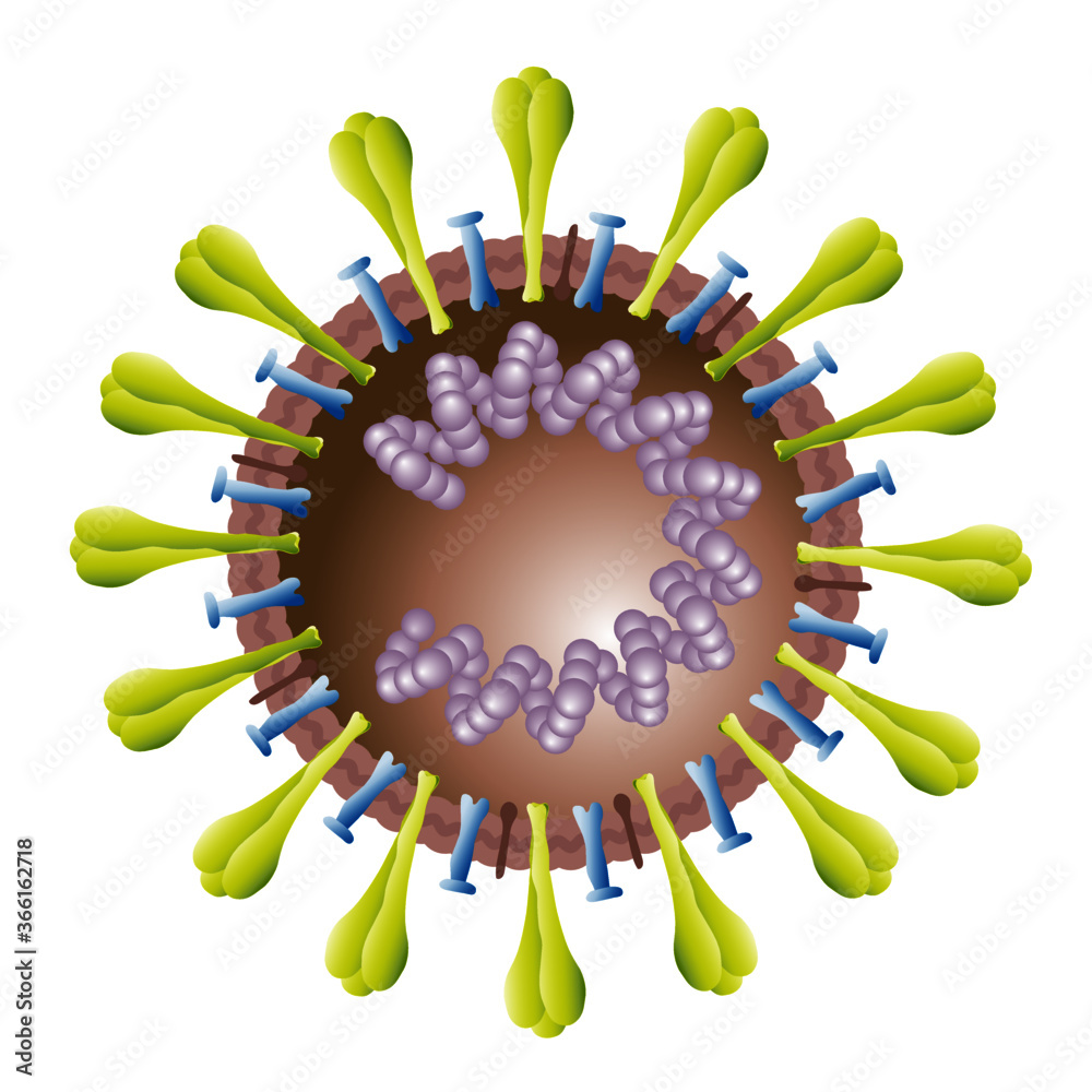Coronavirus diagram with spike proteins, envelope proteins, ribosomes ...