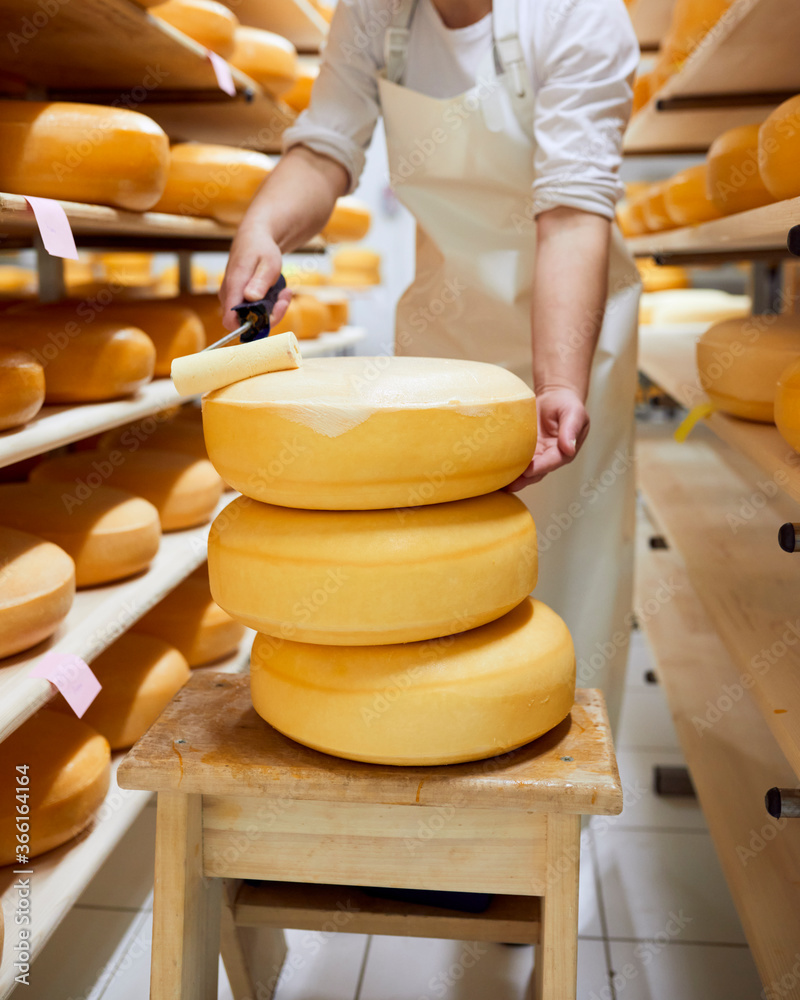 Cheese factory, female worker spreading wax on cheese wheel Stock Photo ...