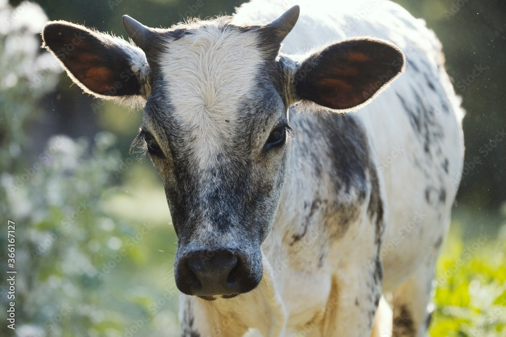 Blue Roan Cattle