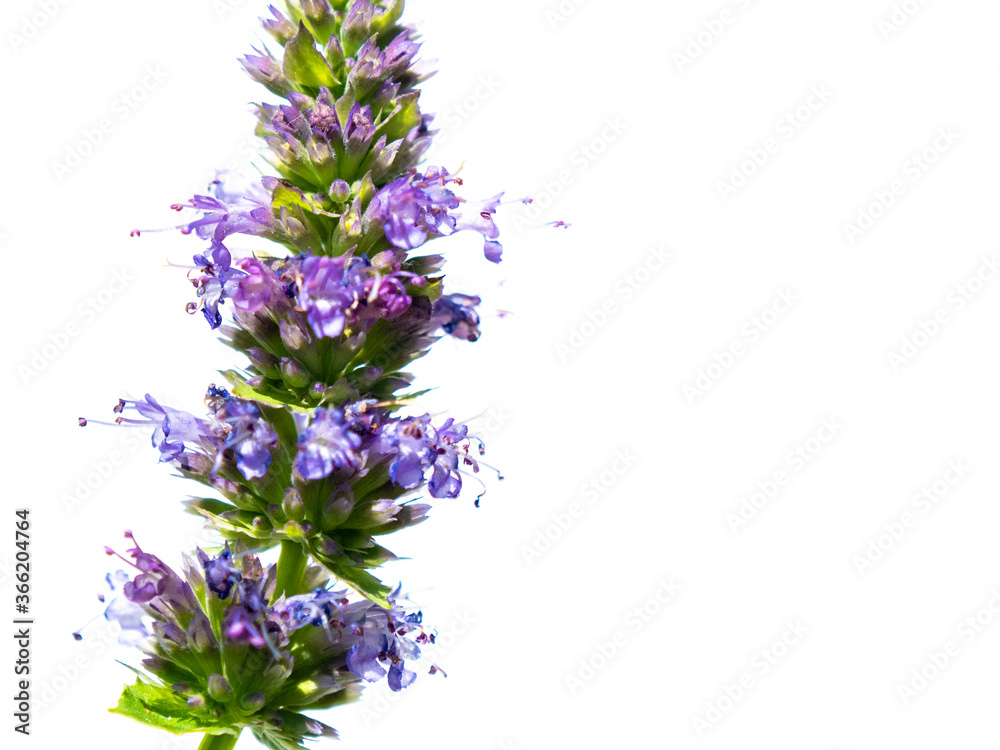 Giant Hyssop. Pink flower isolated on white background Stock Photo ...