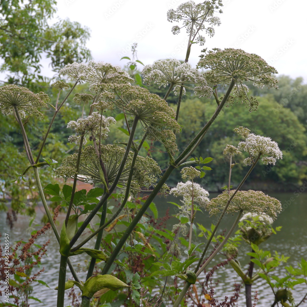 Flowering Cow Parsley Cow Parsnip Giant Hogweed Plant on riverside ...