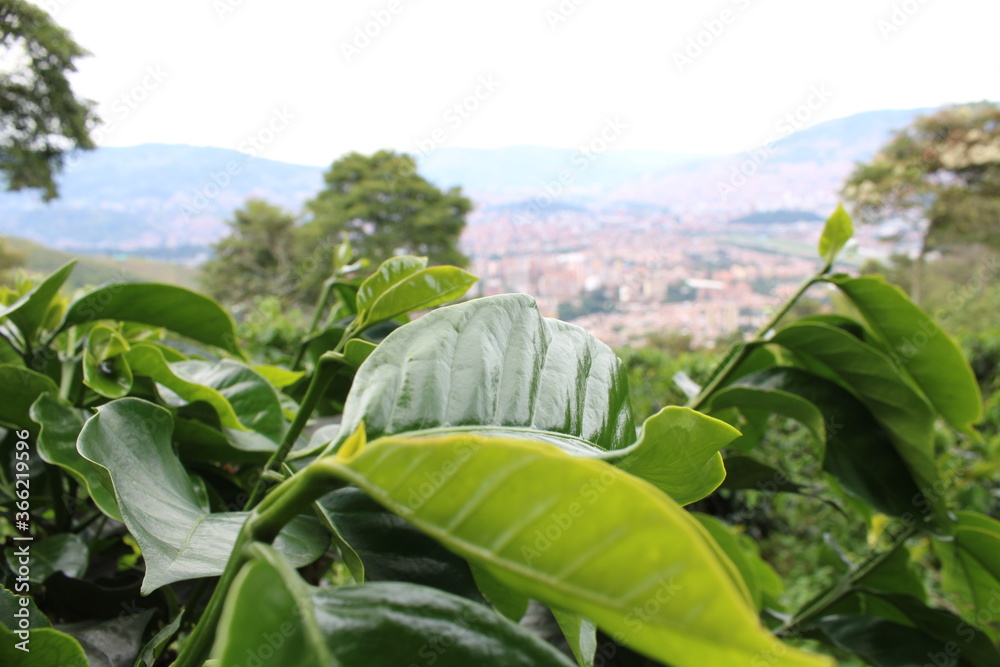 Hojas de Café Stock Photo | Adobe Stock