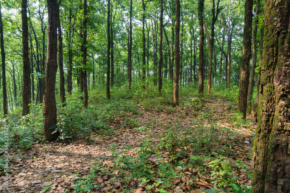 A sal tree forest. Shorea robusta, the sal tree, is a species of tree ...