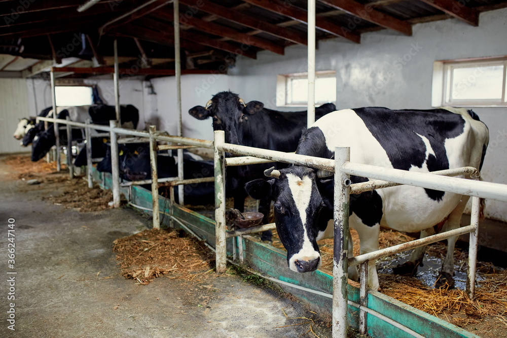 A herd of cows inside a dairy farm eating grass and hay, drinking water ...