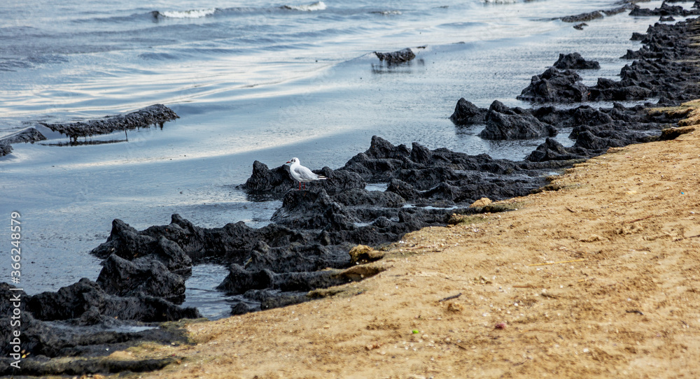 The sea and the beach are polluted with oil. A crude oil spill on the ...