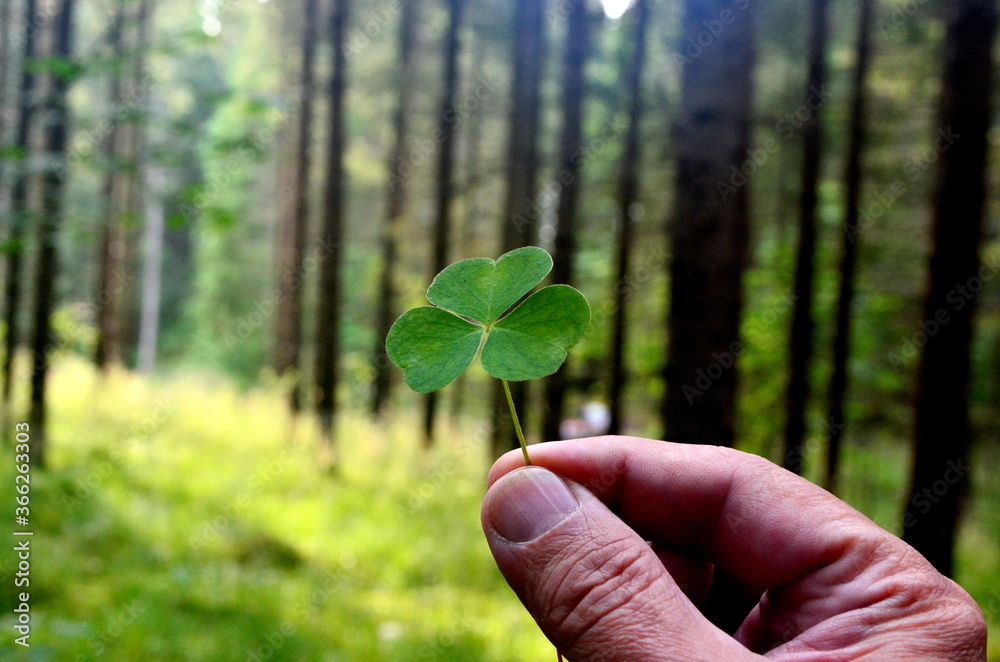 Common wood-sorrel (Oxalis acetosella) on a forest background. One wood ...