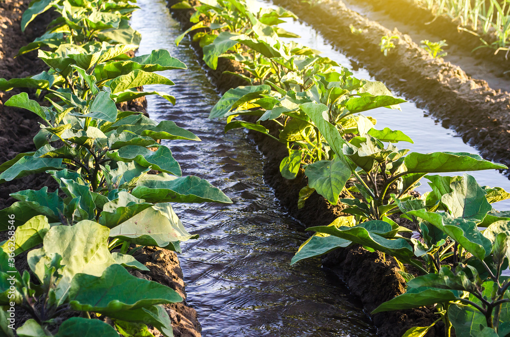 Water flows through irrigation canals on a farm eggplant plantation ...